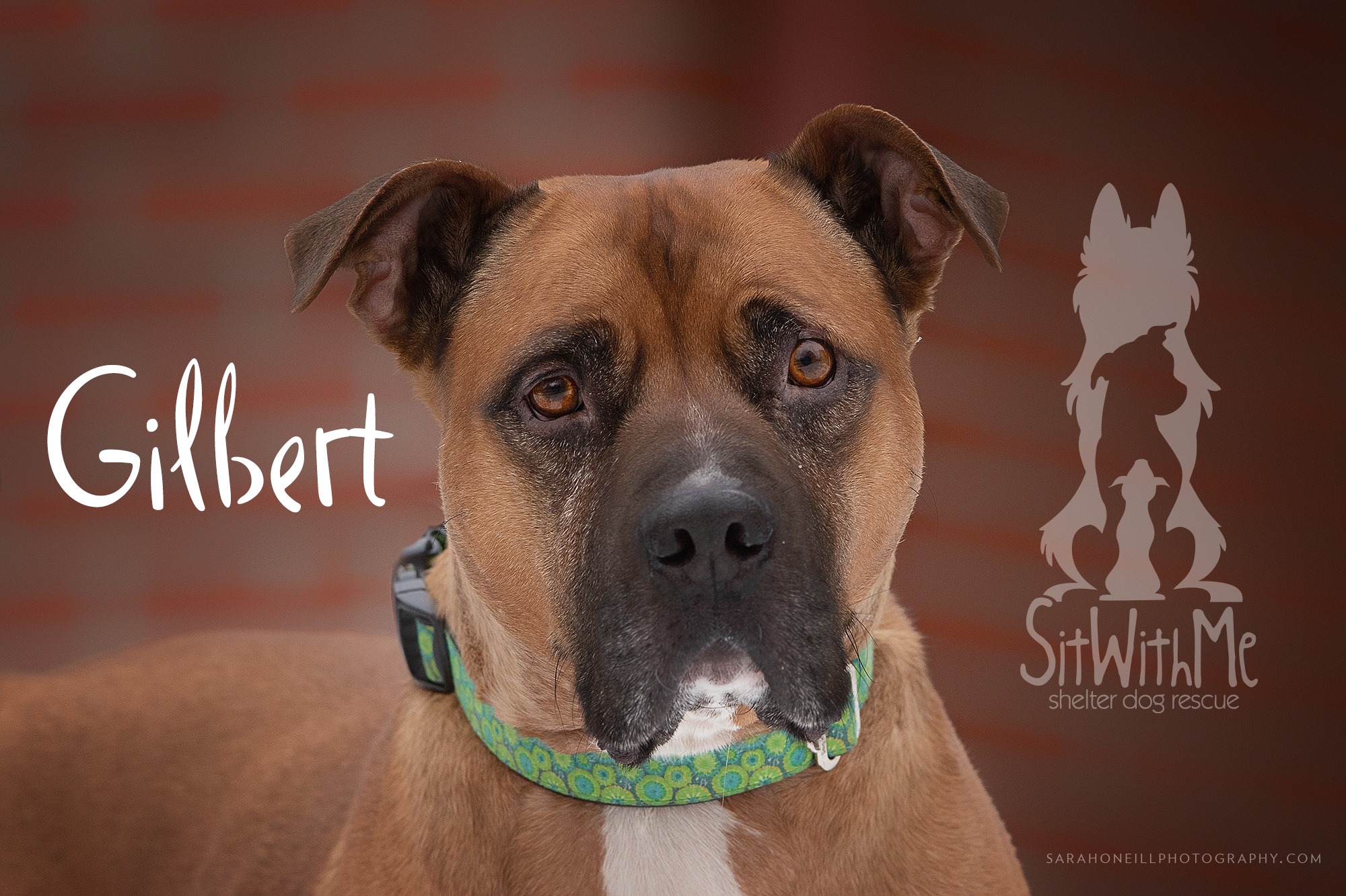 Sanctuary Dogs – Sit With Me