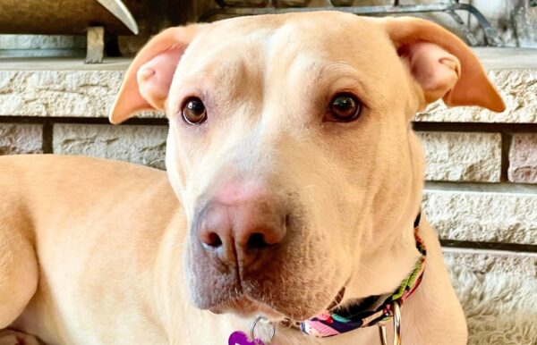 American Bully Mix Archives Sit With Me