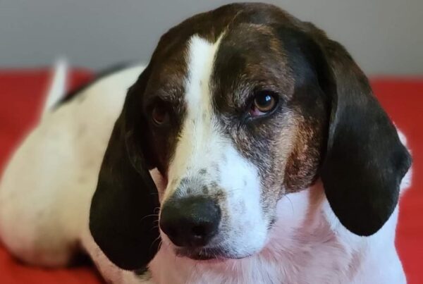 Dogs Archive – Sit With Me