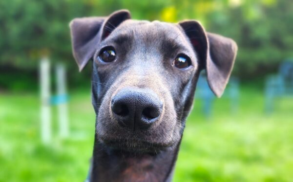 Dogs Archive – Sit With Me